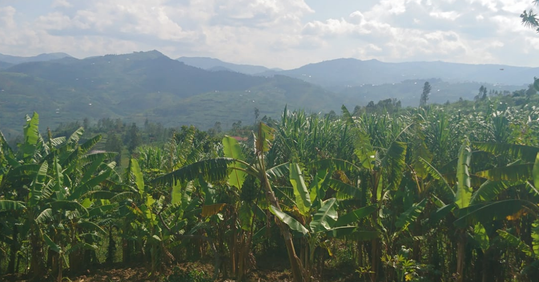 [Pépinière] Au Rwanda, Duhamic-Adri et Antoine à la manœuvre de forêts ...